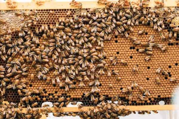 Brood Inspection: Your first time will be ok! | Farmvina