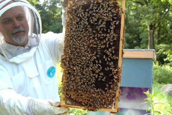 Types Of Brood Frames You Should Know | Farmvina