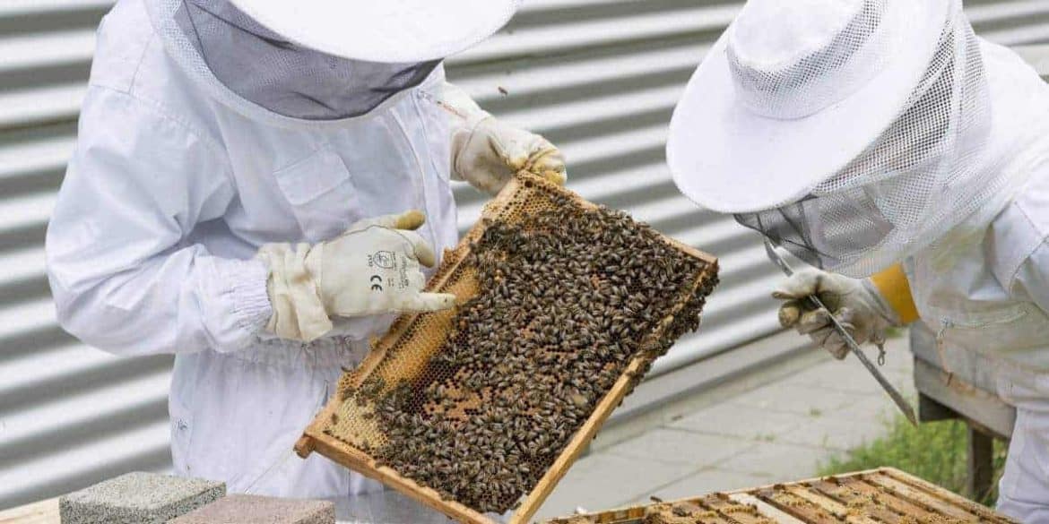 Types Of Brood Frames You Should Know | Farmvina