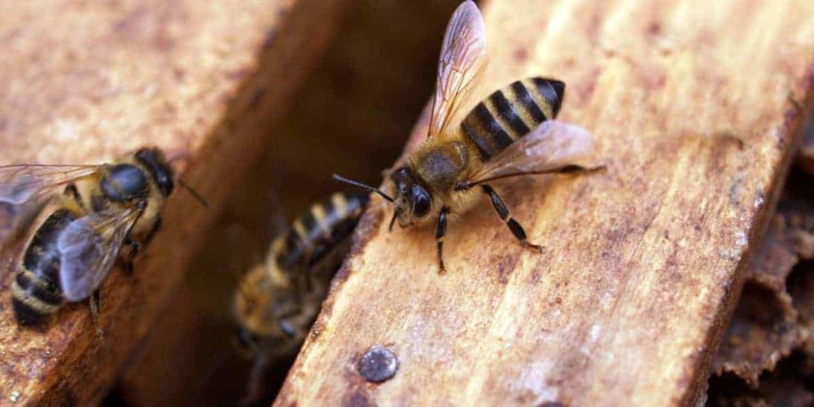 How To Get Bees? Here Are 5 Fabulous Ways! | Farmvina
