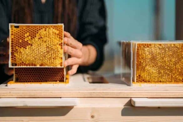 Types Of Brood Frames You Should Know | Farmvina