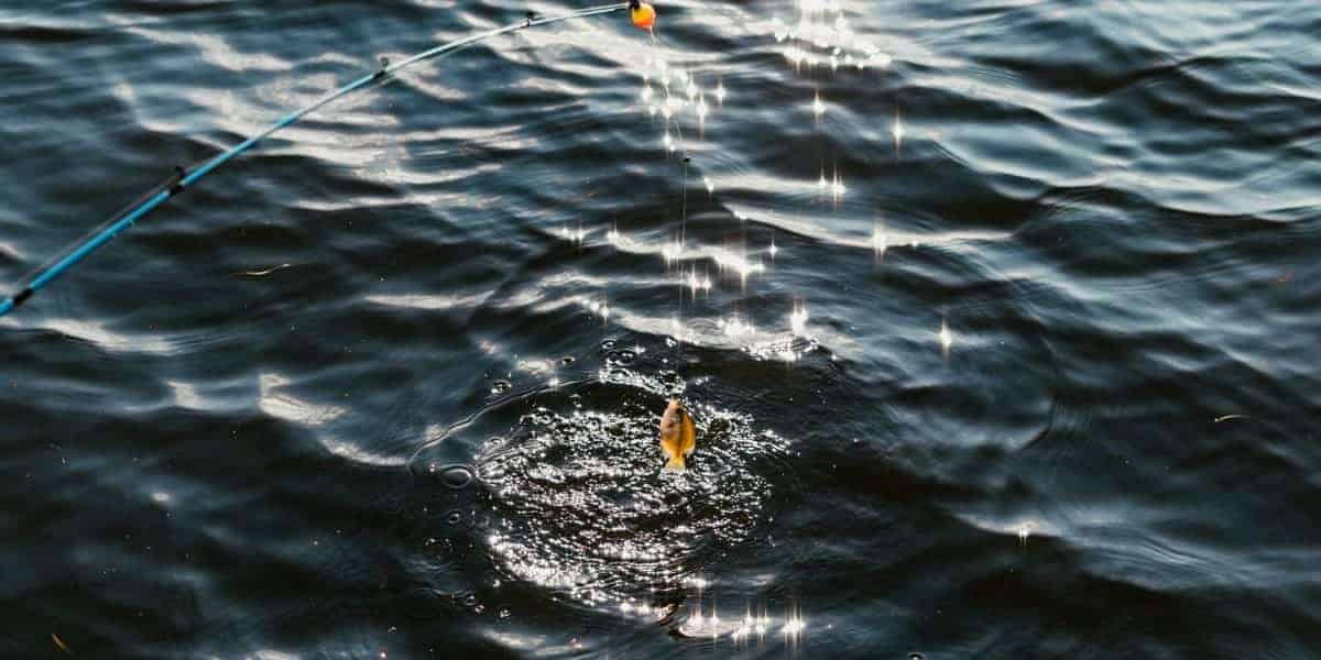 Using Bluegill To Bait Catfishes | Farmvina