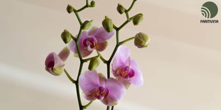 Life Cycle Of An Orchid: From Seed to Beauty | Farmvina