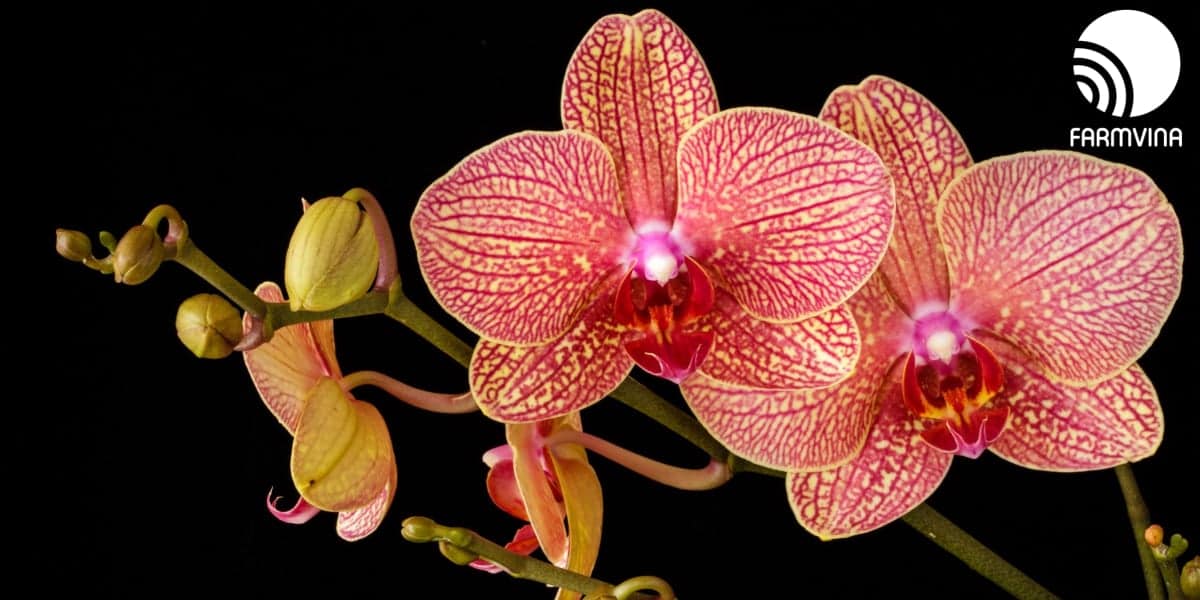 Free Orchid Resources For Beginners | Farmvina