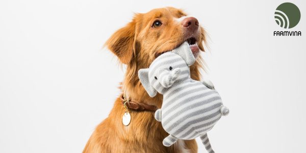 Adopt a dog: How not to be disappointed? | Farmvina