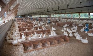 Maximize Profits with Duck Farming: Your Ultimate Guide | Farmvina