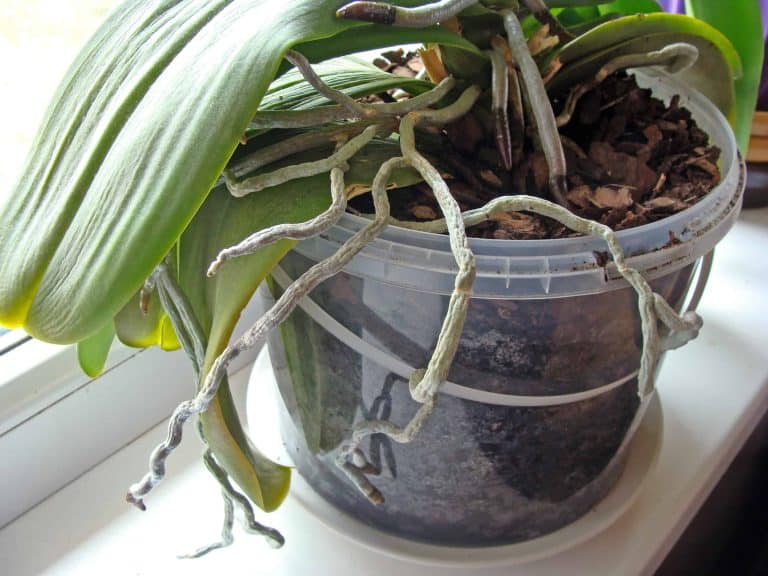Life Cycle Of An Orchid: From Seed to Beauty | Farmvina