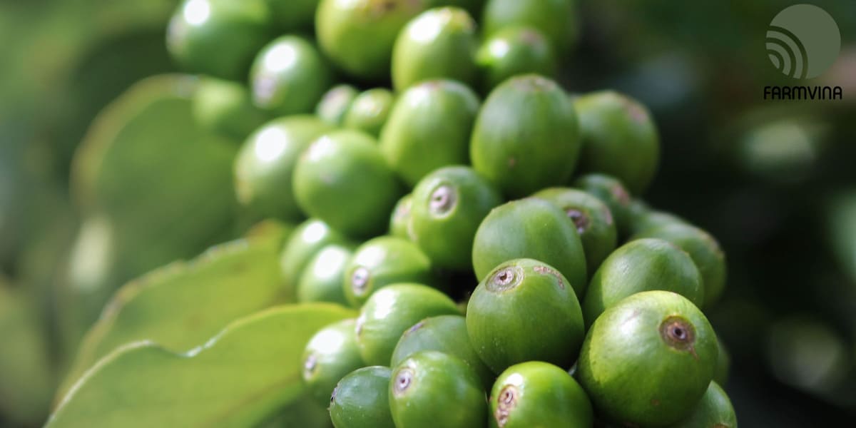 Coffee Farming: Cultivating the Best Brew | Farmvina