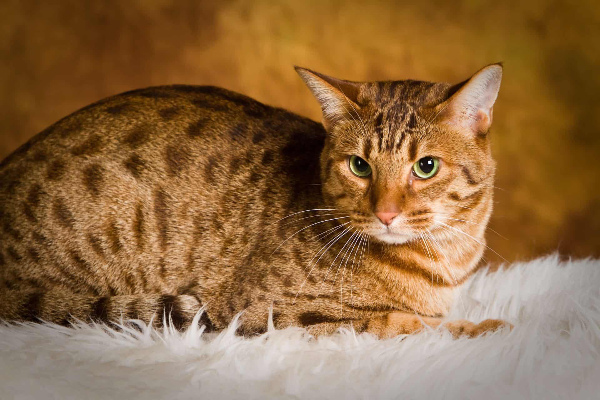 Discover Different Types of Cats: A Guide to Different Types | Farmvina