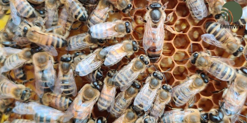 How Many Bees in a Hive: Unlocking Nature's Buzzing Kingdom | Farmvina