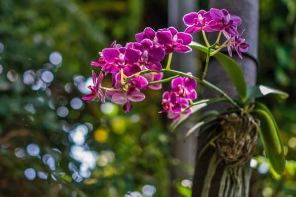 Where Do Orchids Grow: Unveiling Their Natural Habitat | Farmvina