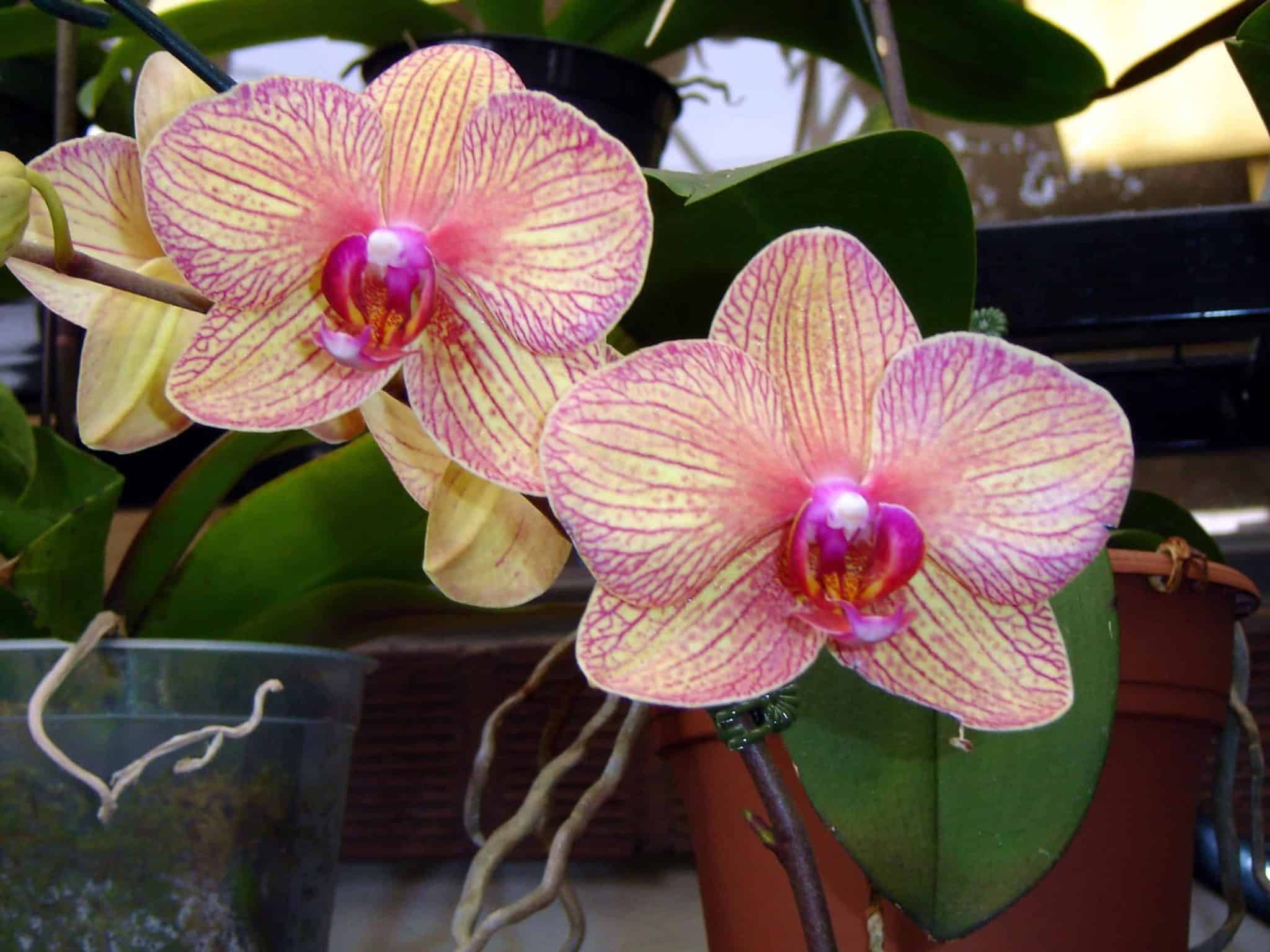 Orchids Facts: Enchanting Exquisite Flowers | Farmvina