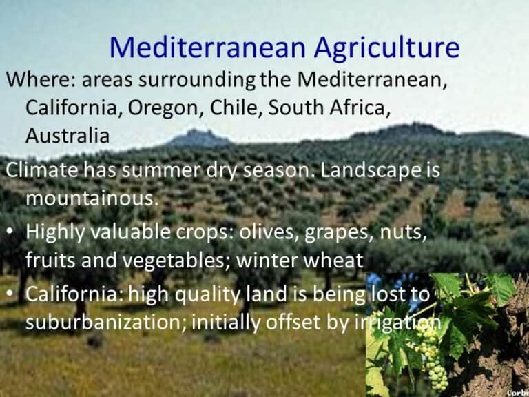 Mediterranean Agriculture: Secrets of Sustainable Farming | Farmvina
