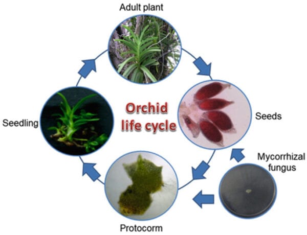 Mastering Mycorrhizal Fungi for Supercharged Orchid Growth | Farmvina