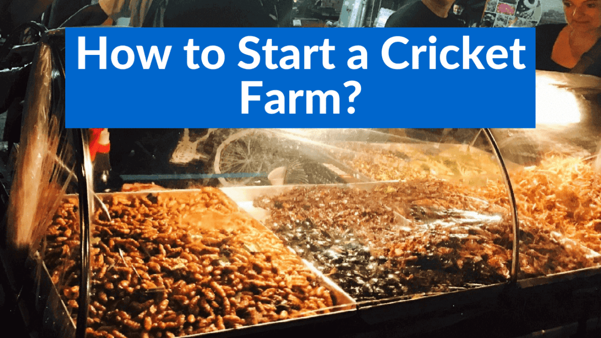 How to Start a Cricket Farm? Sustainable Protein Production | Farmvina