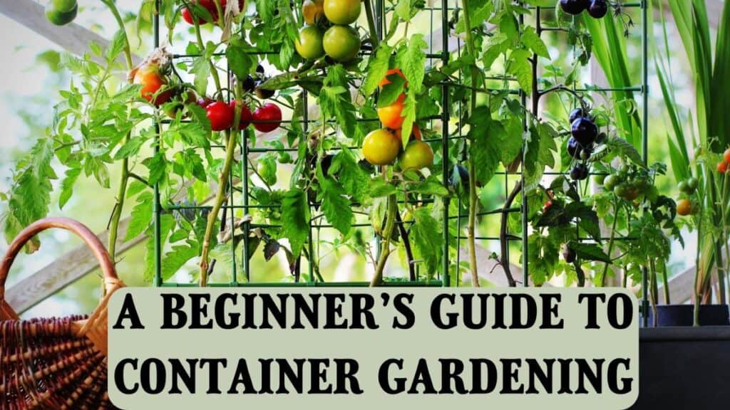 How to Start a Container Vegetable Garden? | Farmvina
