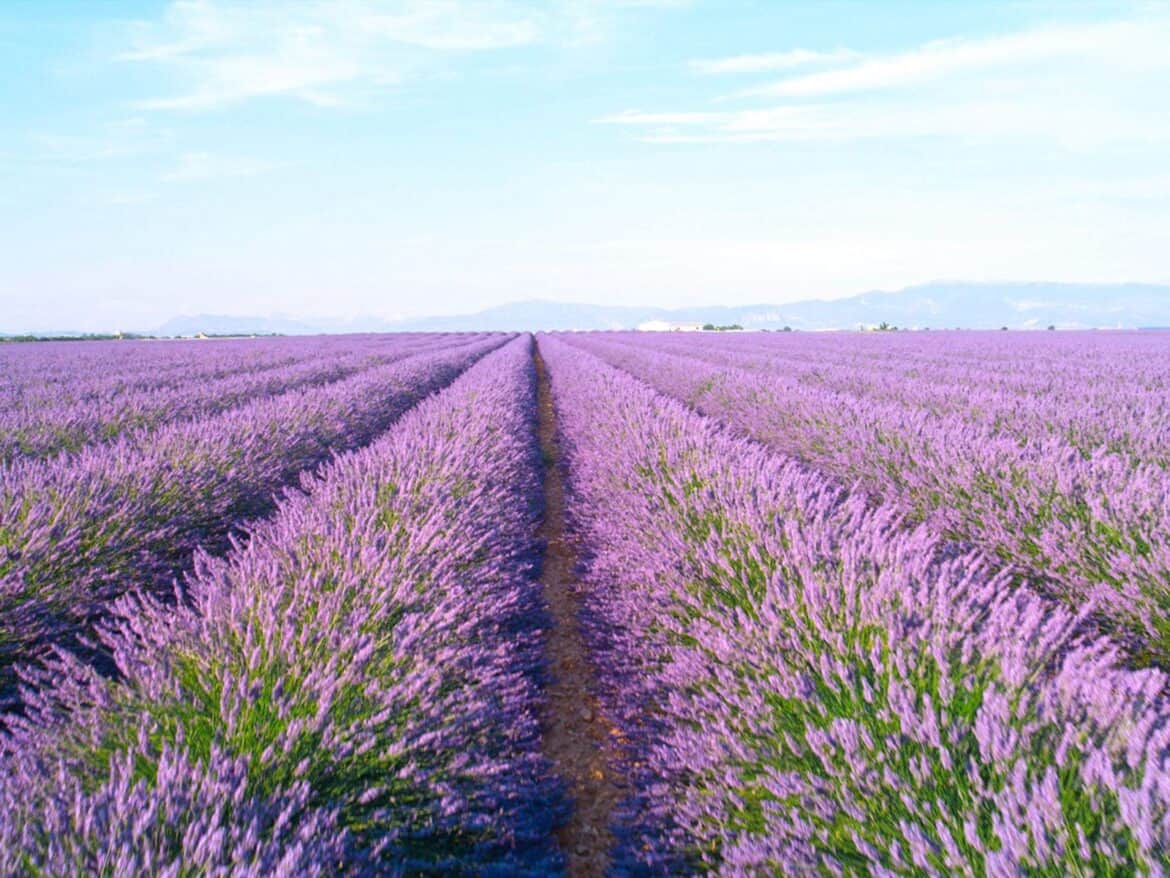 How to Start a Lavender Farm? | Farmvina