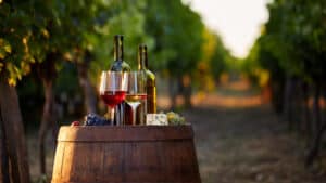 How to Start a Vineyard? Your Step-by-step guide | Farmvina