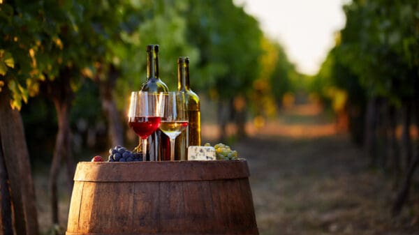 How to Start a Vineyard? Your Step-by-step guide | Farmvina