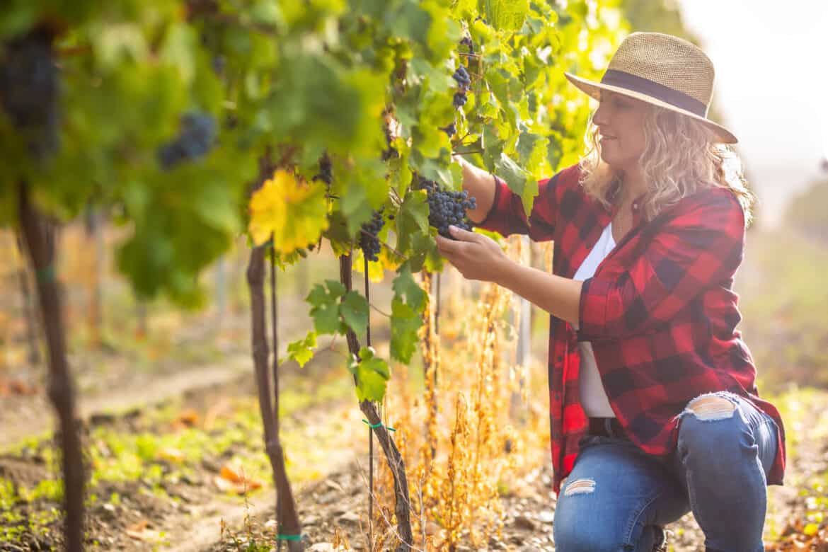 How to Start a Vineyard? Your Step-by-step guide | Farmvina